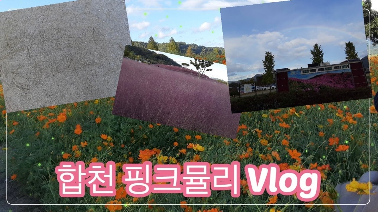 합천 핑크뮬리 Vlog / Bbu Log / 시즌 1 - YouTube