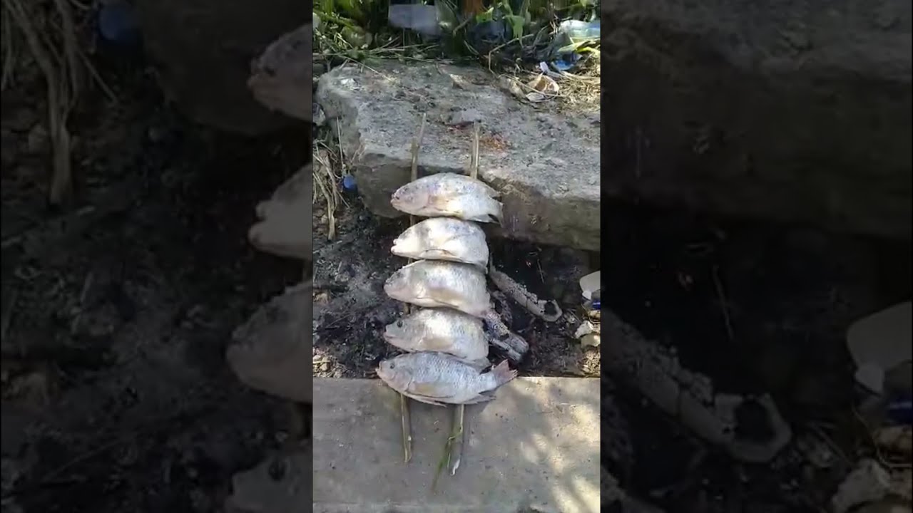 Grilled Lapia Fish for Lunch at the Lake #fishingvideo #shorts #fish # ...