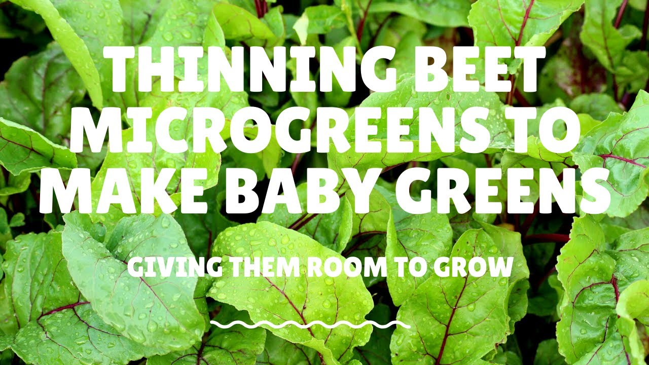 Thinning Beet Microgreens To Get Baby Greens, What To Do About Seed ...