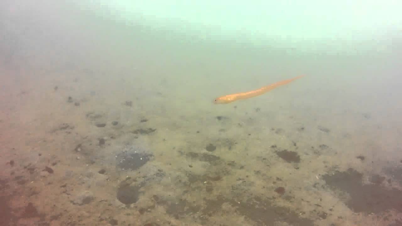 Red Band Fish YT - YouTube