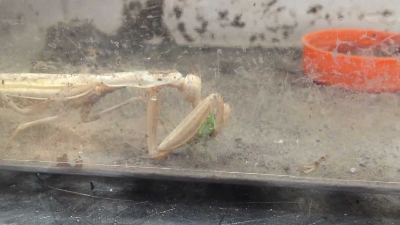 Praying mantis attack eats grasshopper at 034Motorsport - YouTube