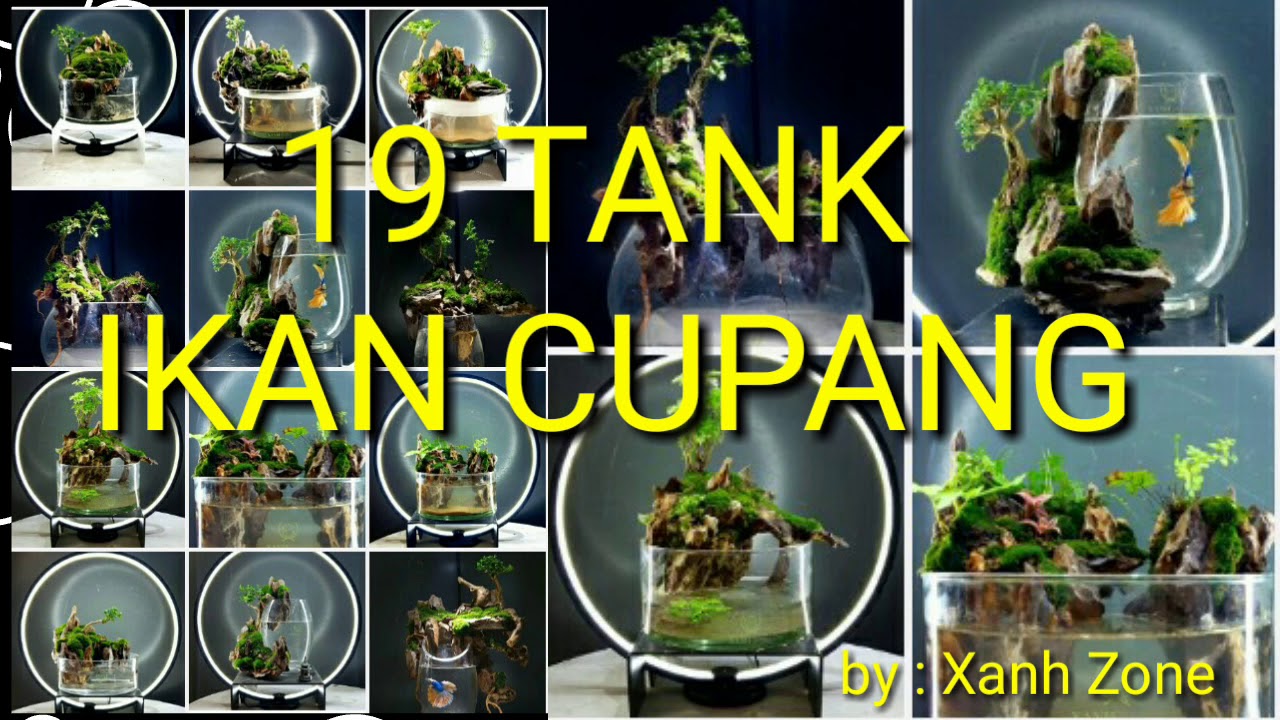 19 TANK IKAN CUPANG by Xanh Zone - YouTube