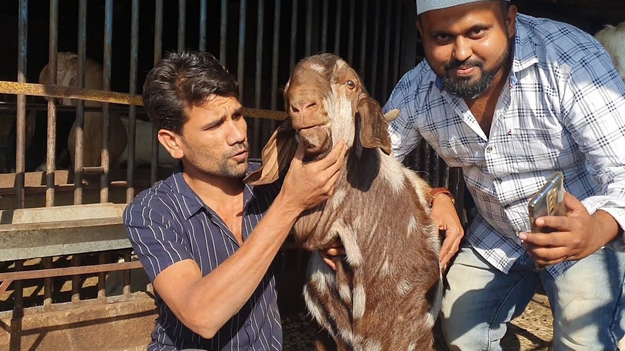Selfie Lene Wala Boer Bakra At Gare E Hira Goat Farm Mumbai. - YouTube