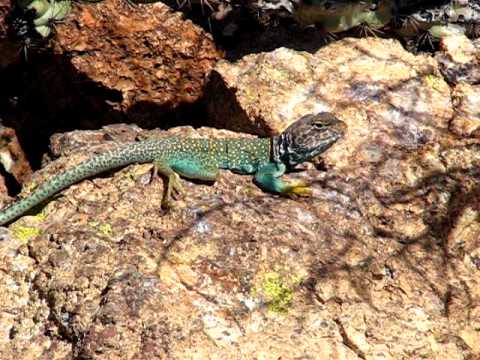 Eastern collared lizard - YouTube