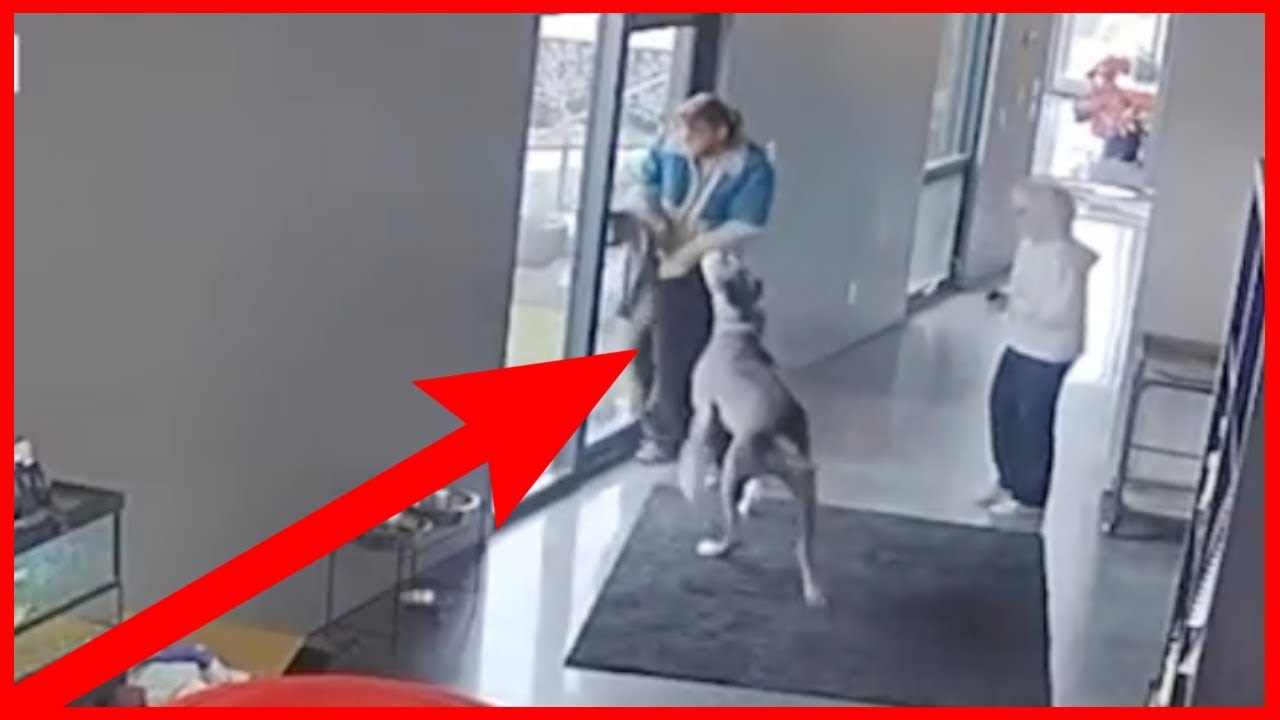 Big Dog Takes on Home Intruder! - YouTube