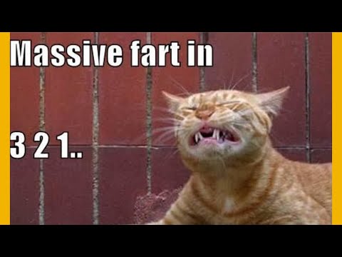 Feline Flatulence:  The Hilarious Truth About Cats Farts