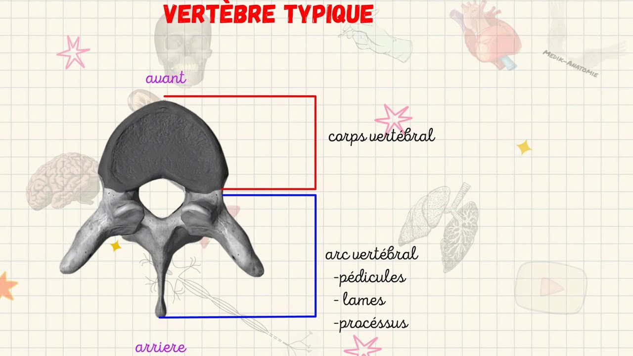 VERTÈBRE TYPIQUE ET FONCTIONS DE SES DIFFÉRENTES PARTIES | ANATOMIE DU ...