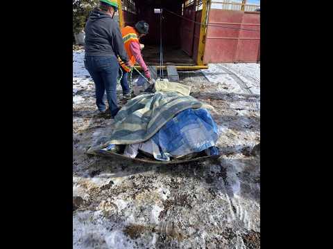 Equine Environmental Emergencies P.1, Hypothermia