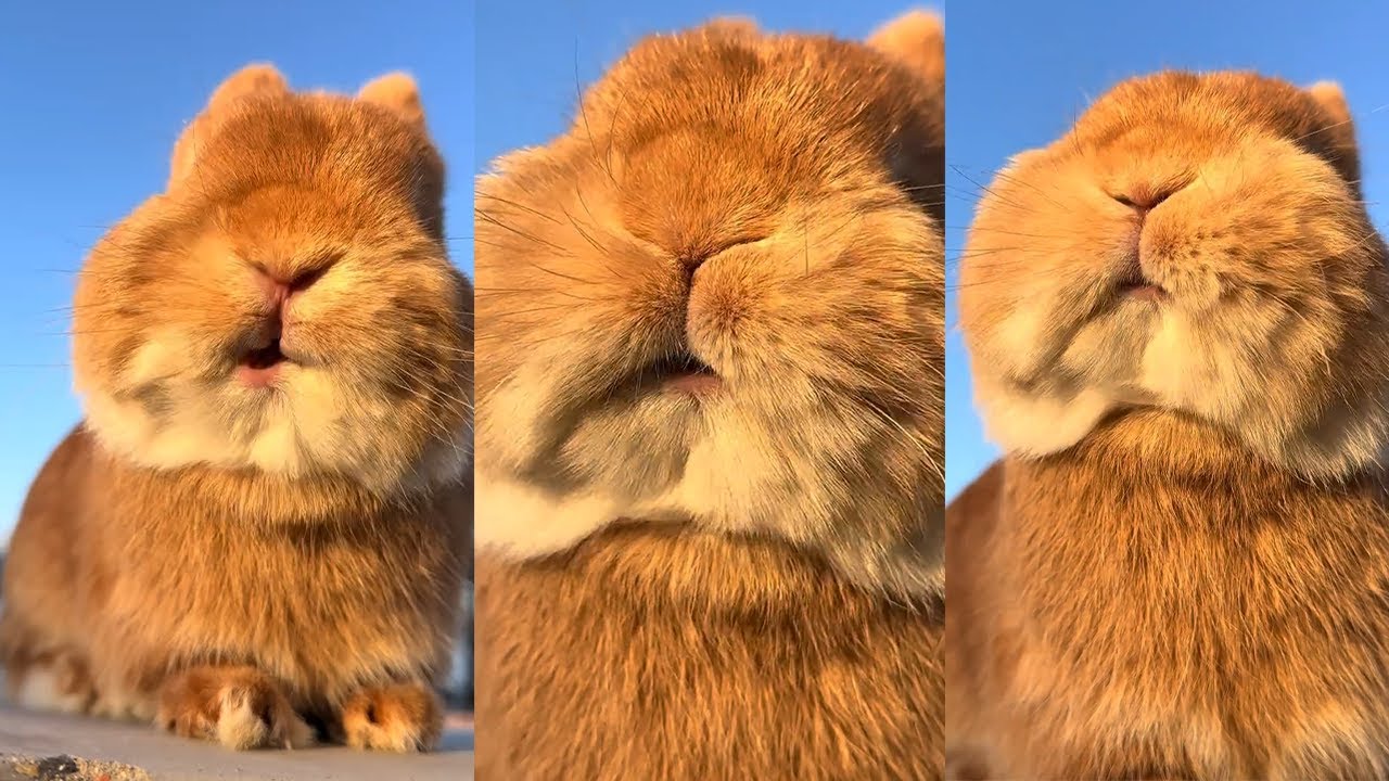 Listen to the sound of a bunny calling for something #cuddly #rabbit# ...