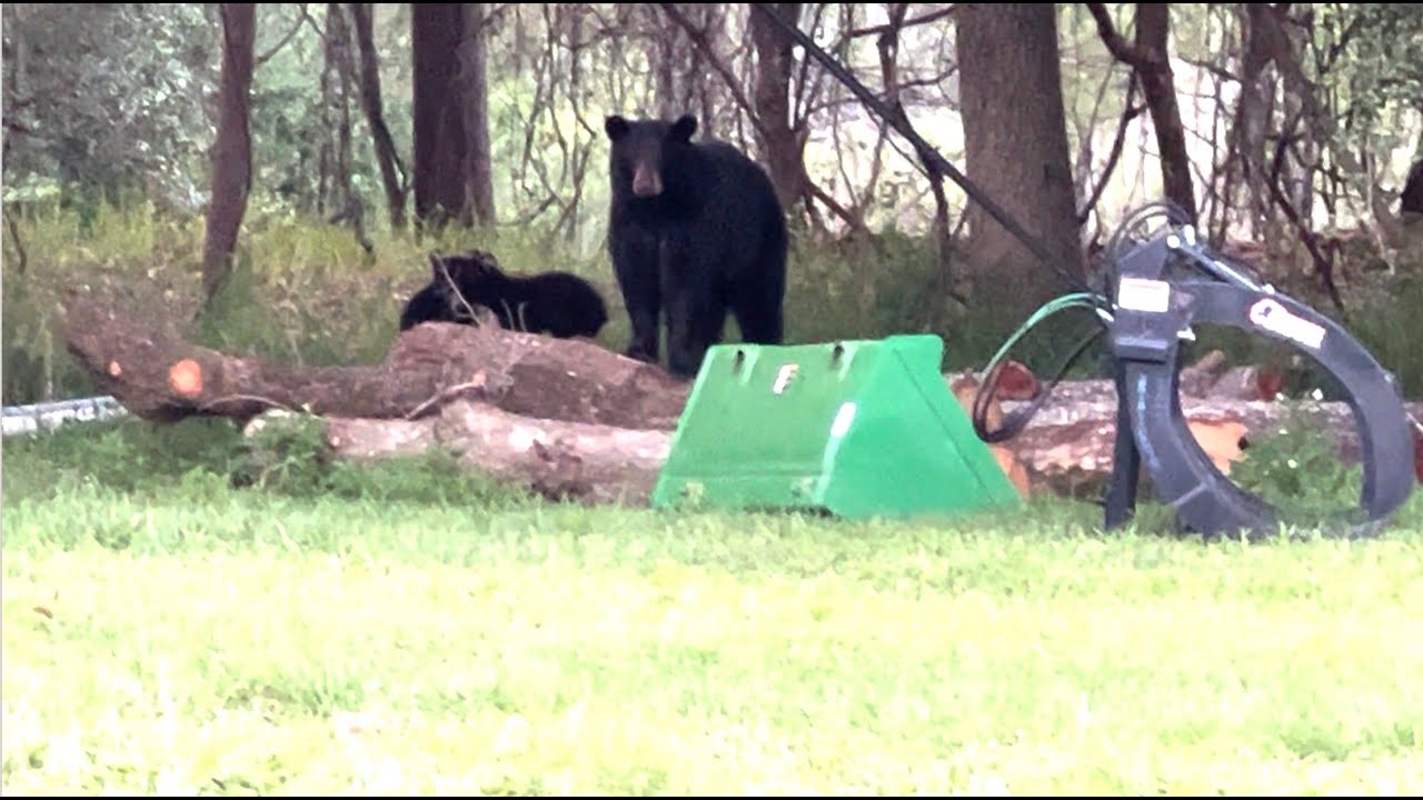 S4E36 The Bears are Back in Town! - YouTube