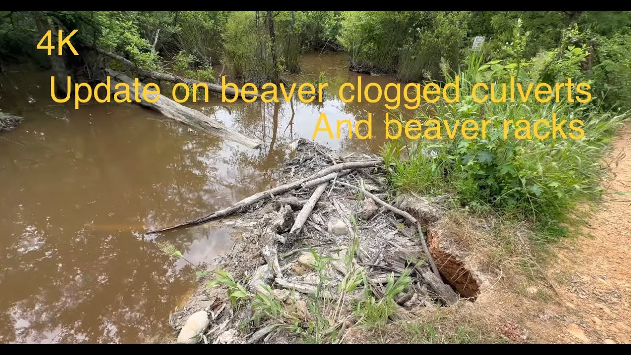 unclogging culverts/update on beaver racks 6/6/23 - YouTube
