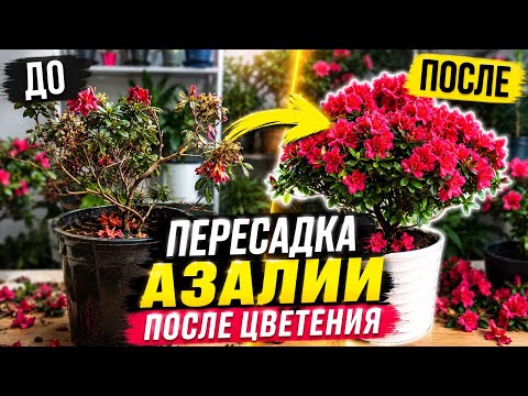 Азалия .Пересадка без стресса 🌿