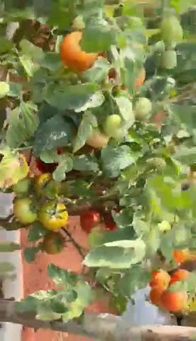 semillas FITO SUNRISE tomato F1 hybrids seeds available - YouTube