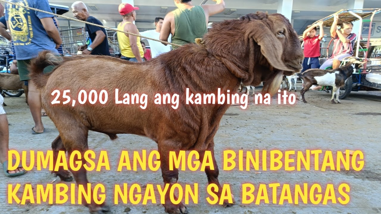 May 17,2024 Dagsa ang mga binibentang Kambing! Padre Garcia Batangas ...