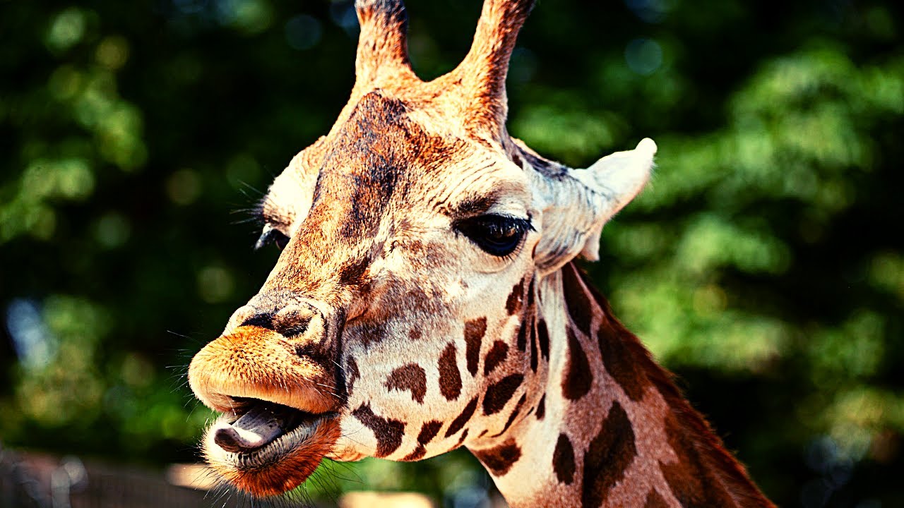 🎈 Animals for Kids: Giraffe, Penguin, Fox, Parrot, Beaver — SAVE THE ...