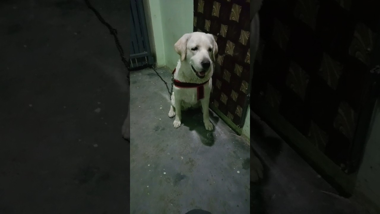 my cute dog baby labra ll #doglover #youtubeshorts #trendingshorts # ...