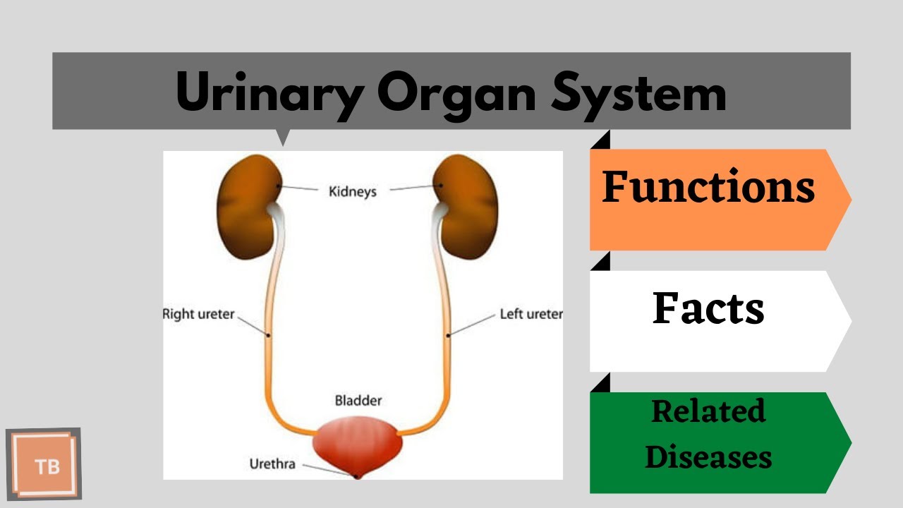 Urinary System | Urinary Organs | Function of urinary system | Related ...