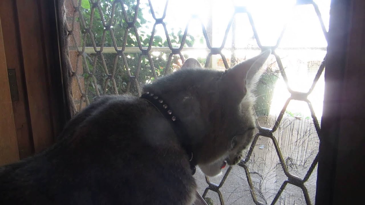 sad cat noises - YouTube
