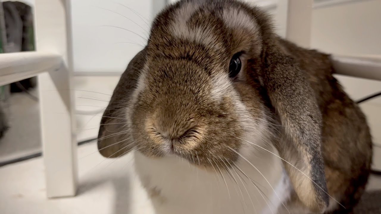 VI SKA FÅ KANINER! - YouTube