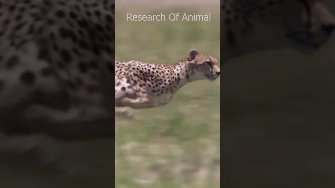 Leopard hunts antelope! speed chase #shorts - YouTube