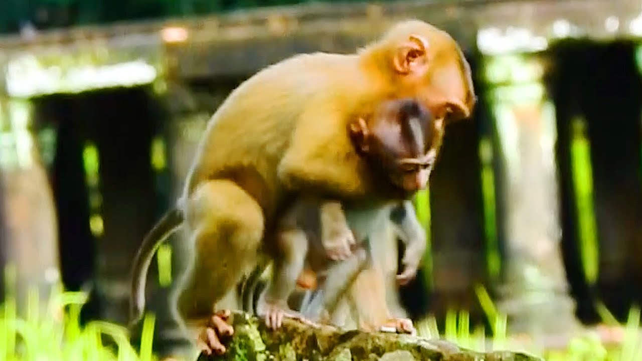 WILL BE DIE,...A LITTLE BABY RAINBOW MONKEY WAS SIN SO SERIOUSLY. - YouTube