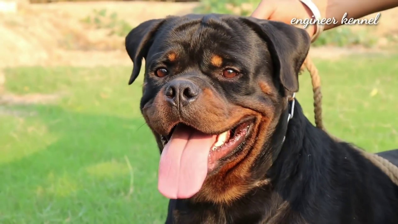 Engineer's Kennel || Black Timit Tor Rottweiller || white pug ...