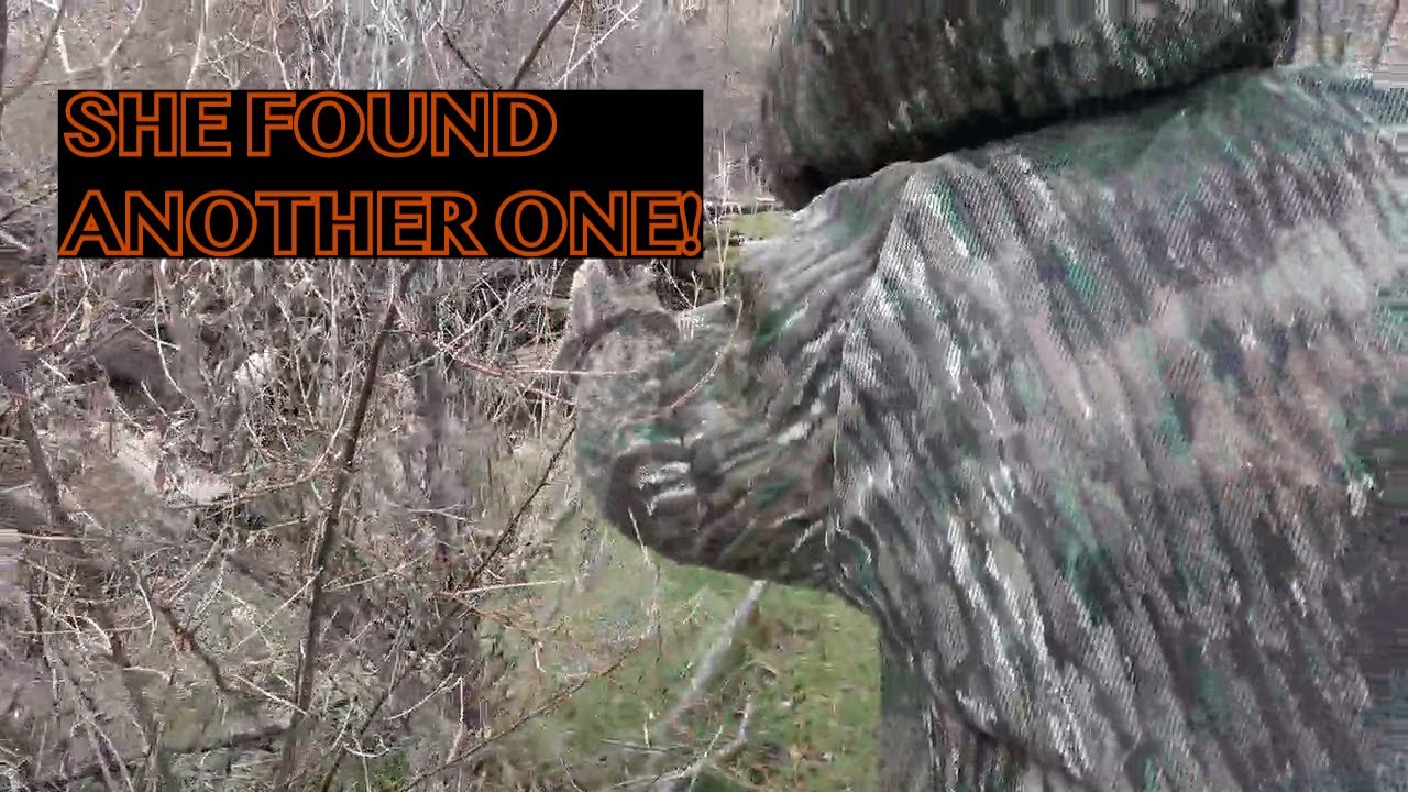 SHE FOUND ANOTHER ONE!! - YouTube