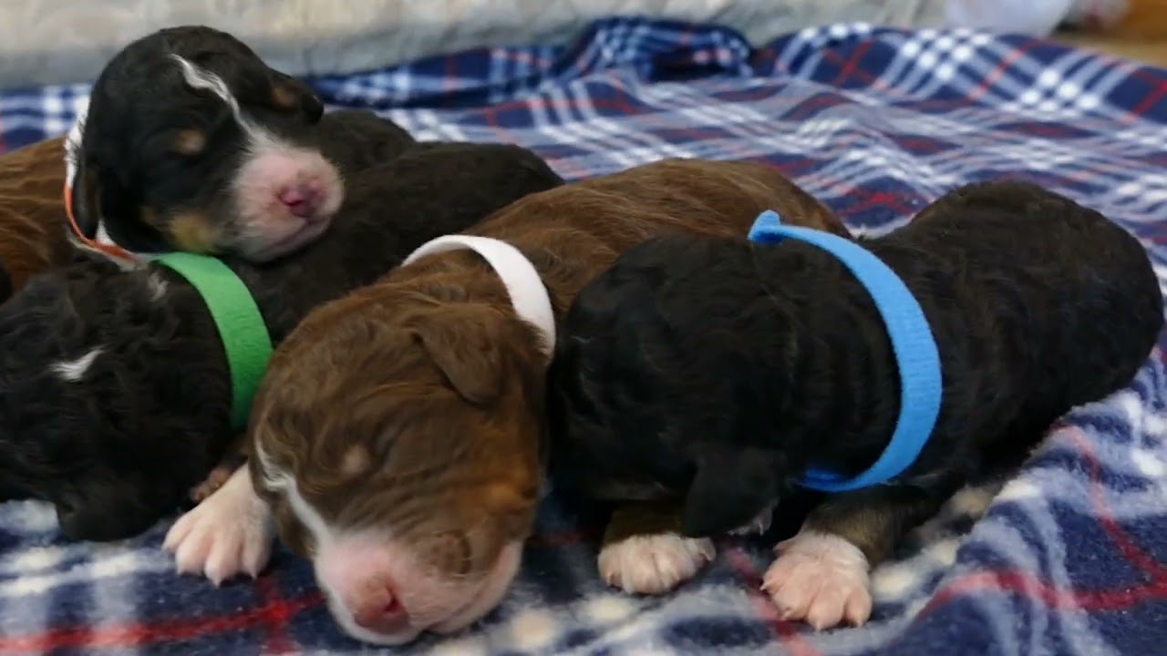 Teeny Tiny Sleepy Baby Bernedoodle Puppies - YouTube