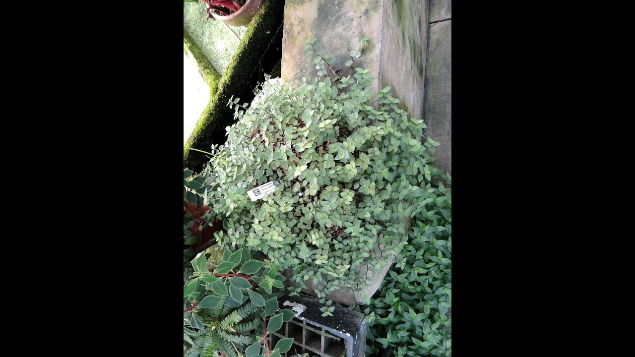 Is callisia repens toxic to cats? How to care for callisia repens? Is ...
