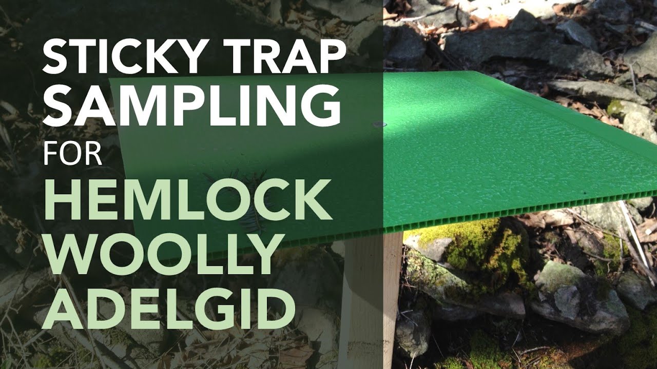 HOW TO: Sticky Trap Sampling for Hemlock Woolly Adelgid - YouTube