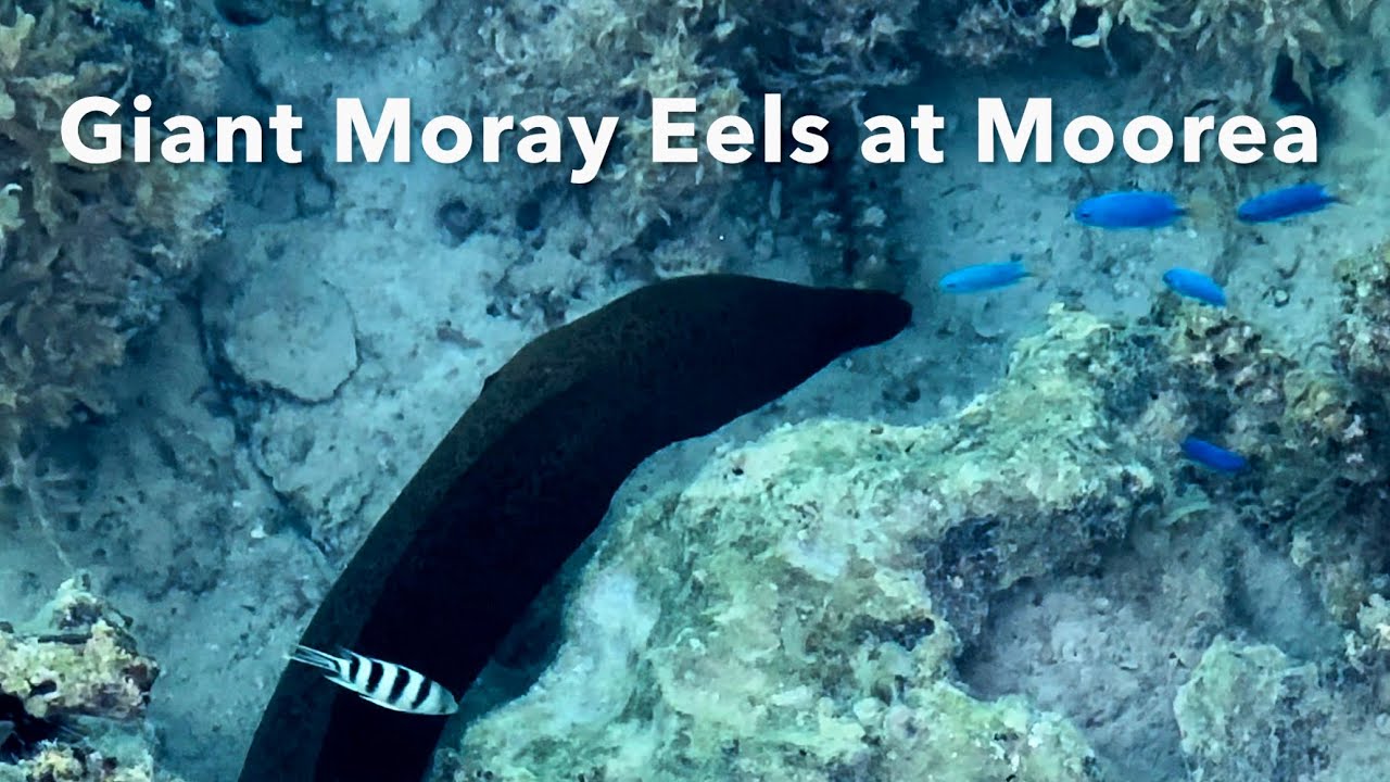 Giant Moray Eels at Moorea - YouTube