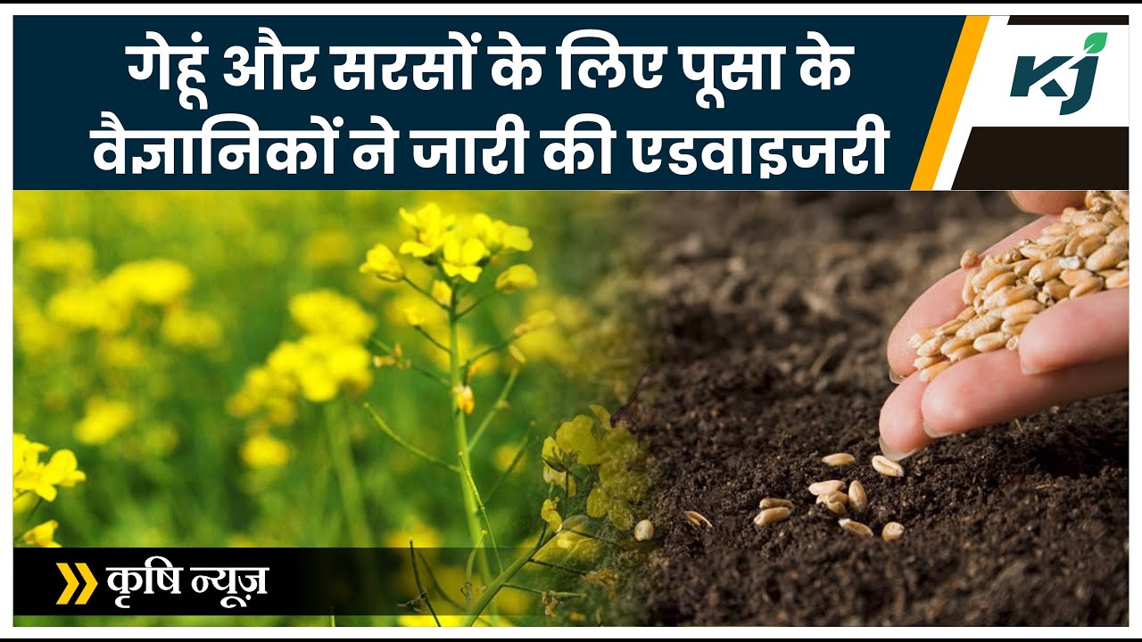Rabi Crops | गेहूं और सरसों (Wheat & Mustard) के लिए वैज्ञानिकों ...