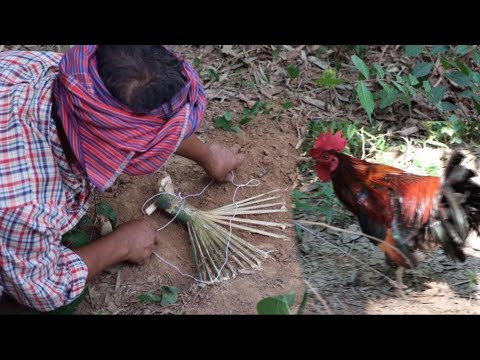 Unique Chicken Trap in the remote area How to make chicken trap for ...