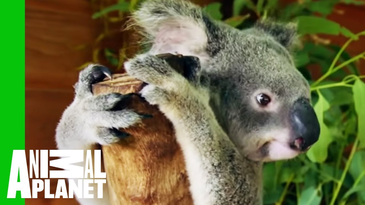 Crikey The Koala Is Ready To Be Released Into The Wild | Dodo Heroes ...