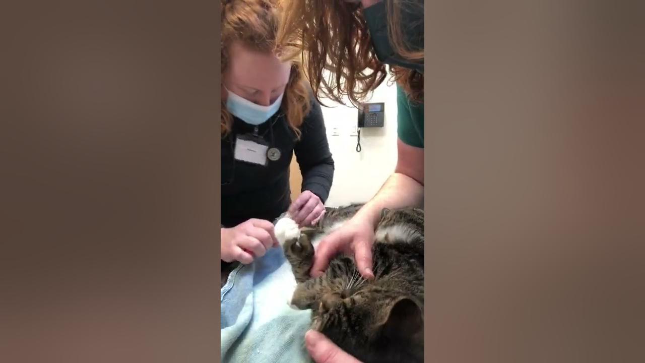 Skill #19 Penn Foster Veterinary Technician Program - feline - YouTube
