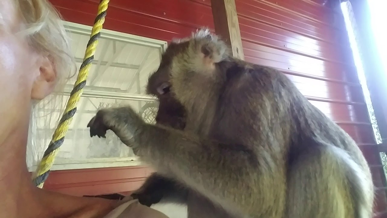 ASMR Monkey Bugs Bullock Back To Grooming - YouTube