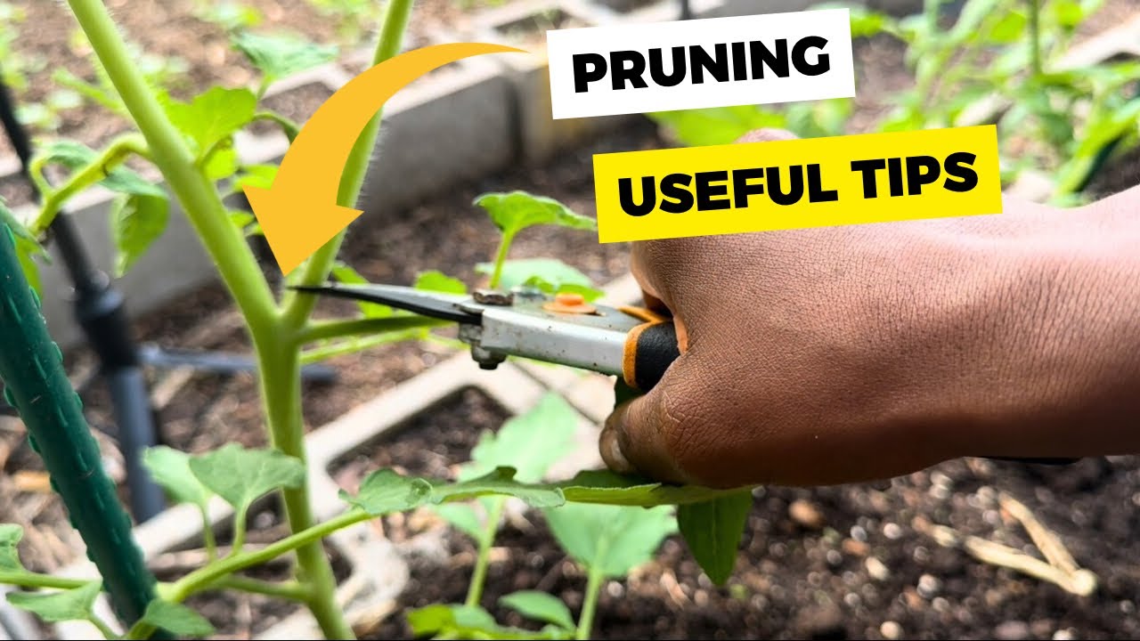 How to Prune Tomatoes for Maximum Yield and Plant Health | Single Vine ...