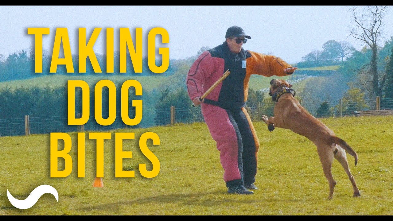 LEARNING TO GET BIT - PSA DECOY DEVELOPMENT CAMP, UK - YouTube