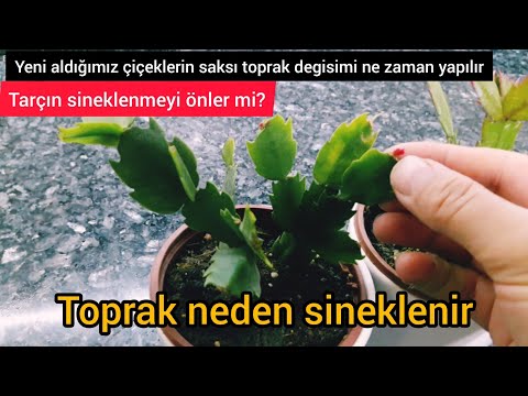 Yeni aldığımız çiçeklerin saksı toprak degisimi ne zaman yapılır- Tarçın bitkilere nasıl verilir-