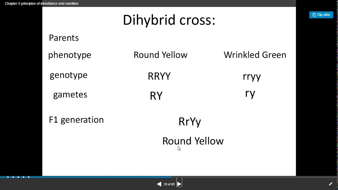 Chapter:5- Class 12 biology- Dihybrid Cross (Inheritance of two gene ...