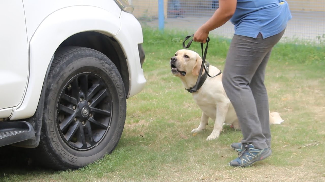 How Canine Sniffer Dogs Are Trained To Detect THINGS ♡ HERO Labrador ...