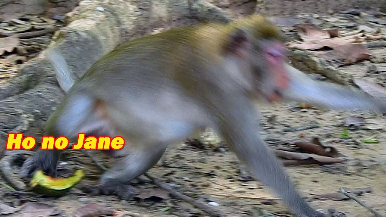 Jane warn and jumping to fight other monkey for food, why Jane do like ...