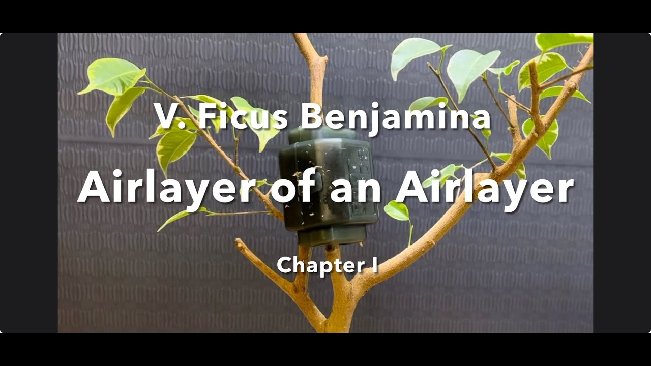 V F Benjamina Airlayer of Airlayer Chapter I Bald Yeti - YouTube