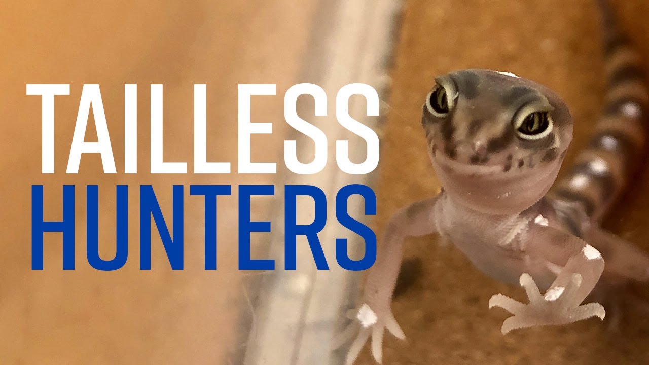 Gecko drops its tail and still hunts - YouTube
