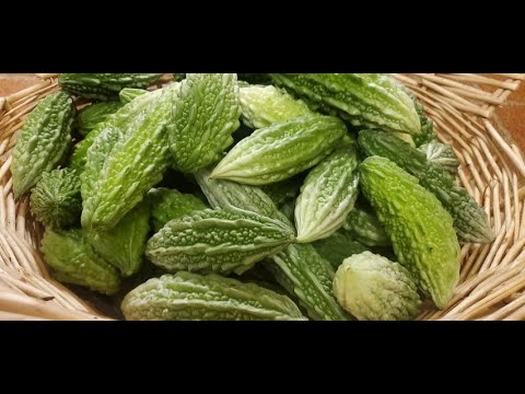 Why This American Loves Ampalaya/Bitter Melon - YouTube