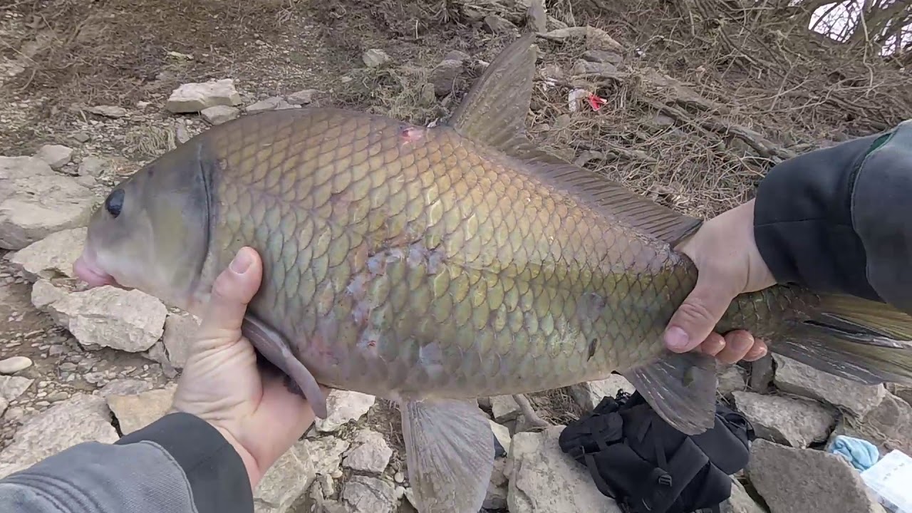 I Snagged a 9 lb CARP fishing the GREAT MIAMI RIVER.. - YouTube