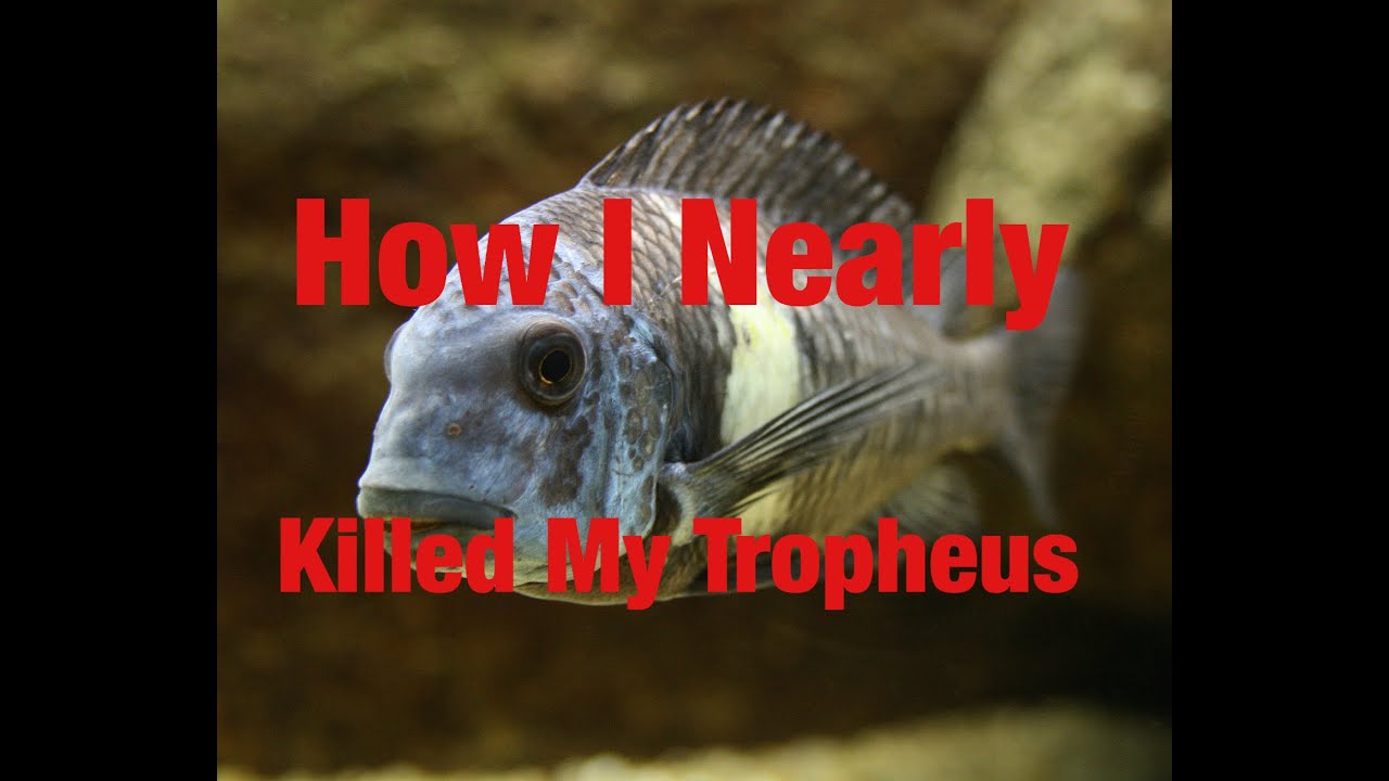 How I Nearly Killed My Tropheus Duboisi Colony - YouTube