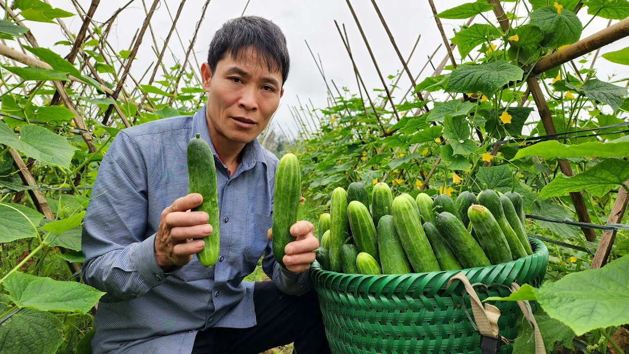 Harvesting Garden Cucumber go market sell, Taking Care Of Pets ...