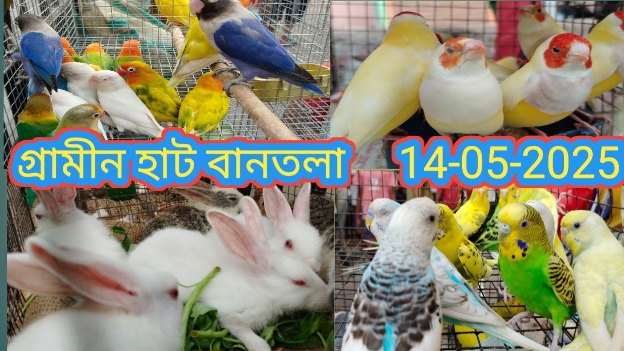Kolkata Bantala Pakhi Market. গ্রাম্য পরিবেশে এই হাটটি বানতলা হাট ...