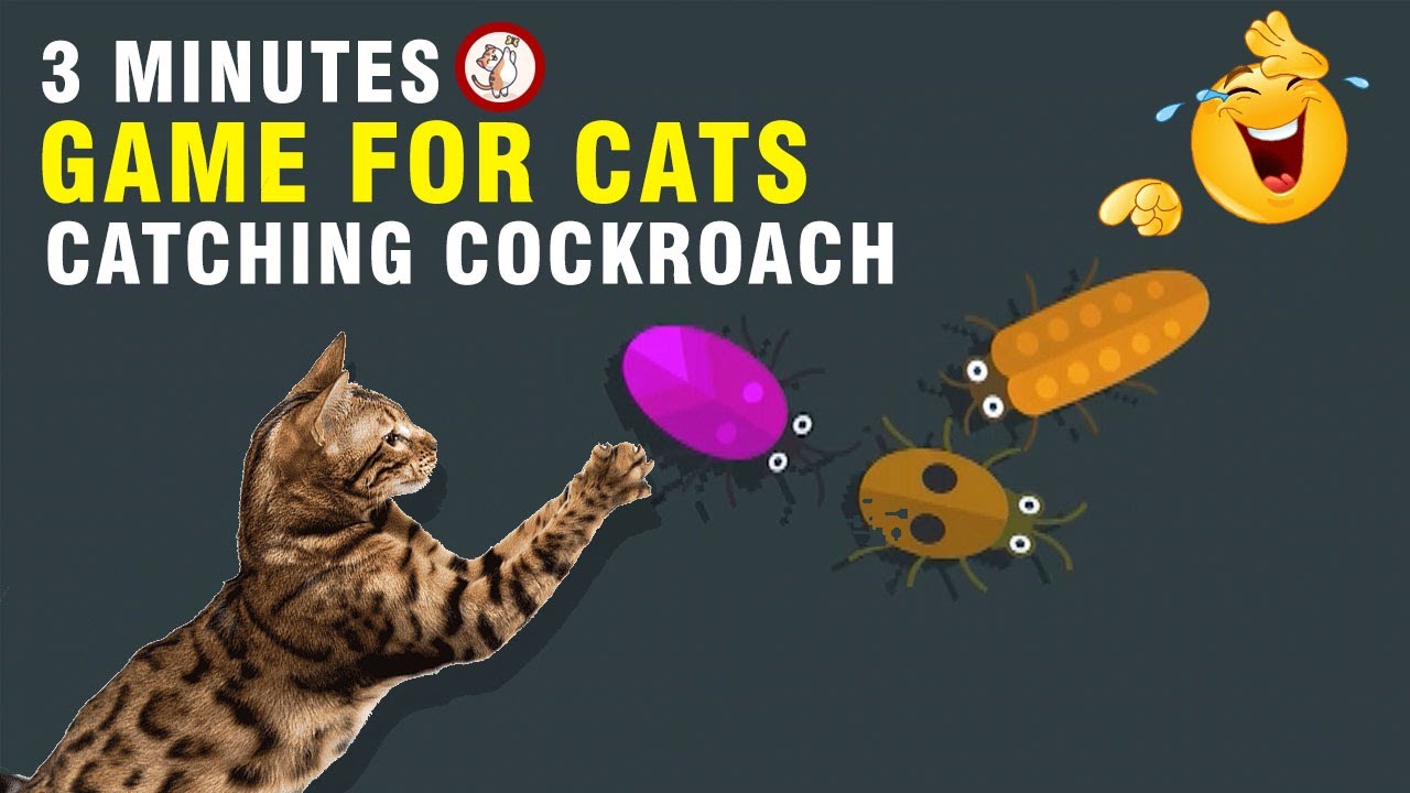 COCKROACH CATCHING FOR CATS – GAME COCKROACH HUNTING – GAME FOR CATS ...